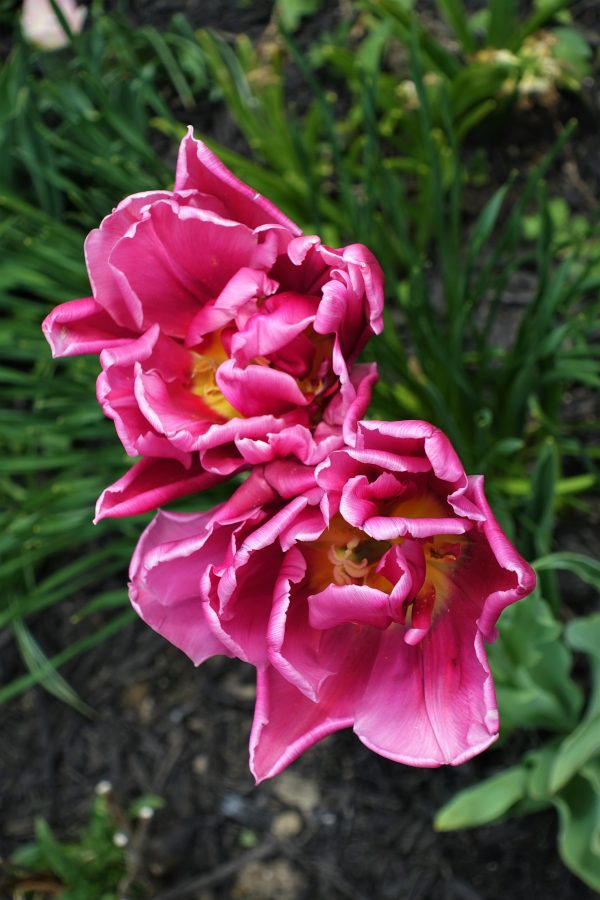 Lovely Tulips In My Flower Patch