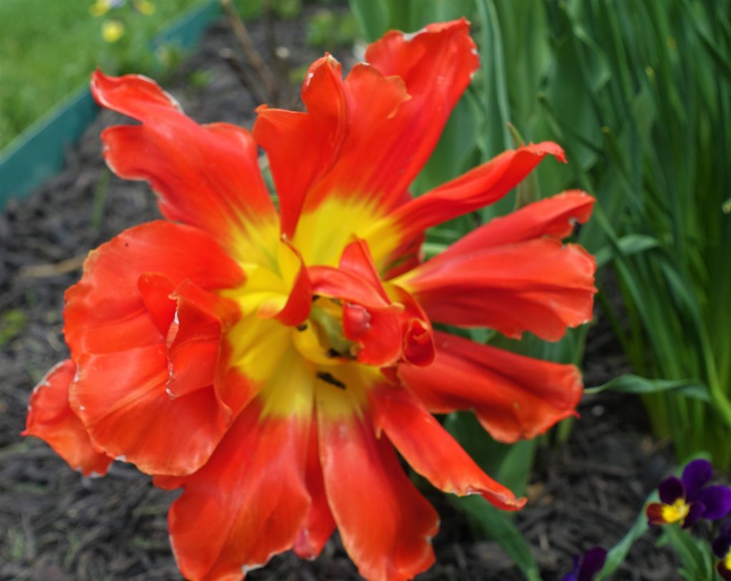 Lovely Tulips In My Flower Patch