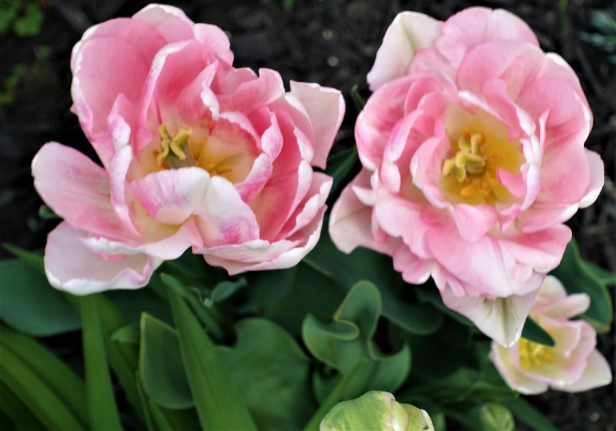 Lovely Tulips In My Flower Patch