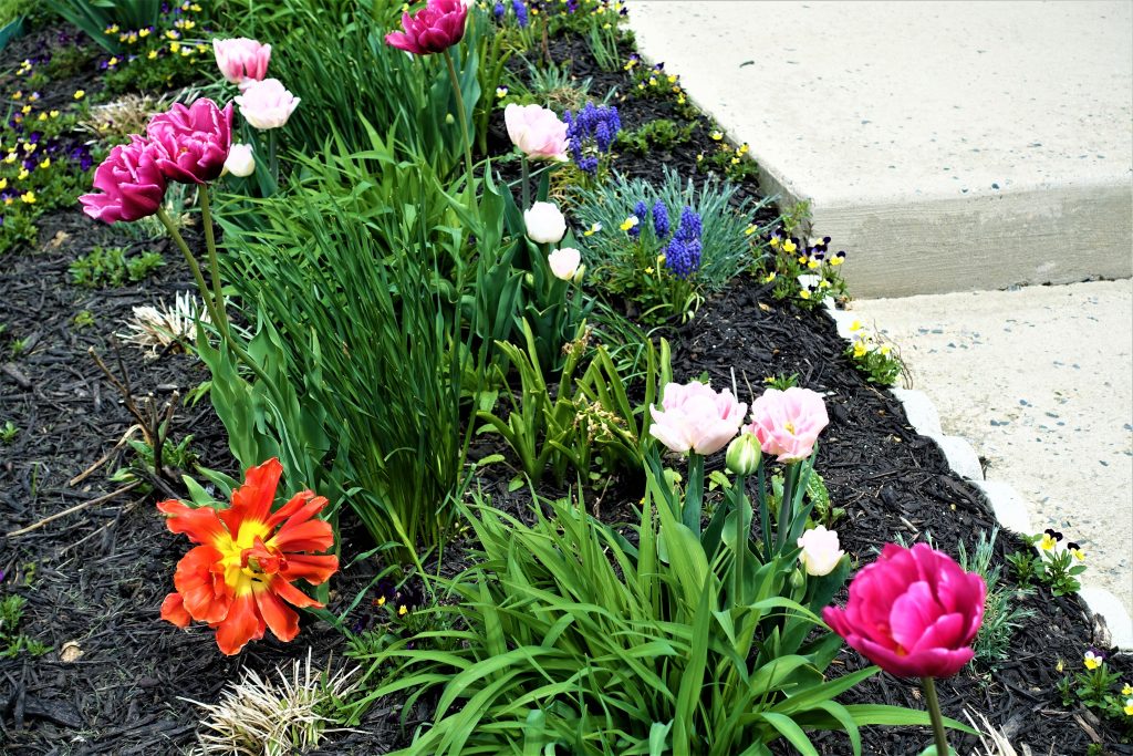 Lovely Tulips In My Flower Patch