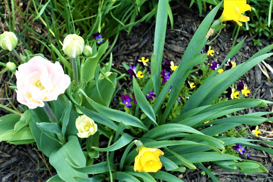 Lovely Tulips In My Flower Patch