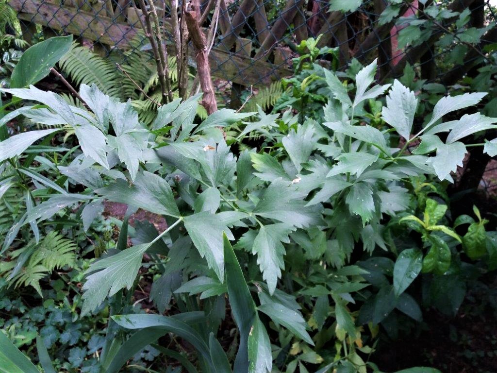 Flowers, Vegetables and Fruits in Cracow Garden