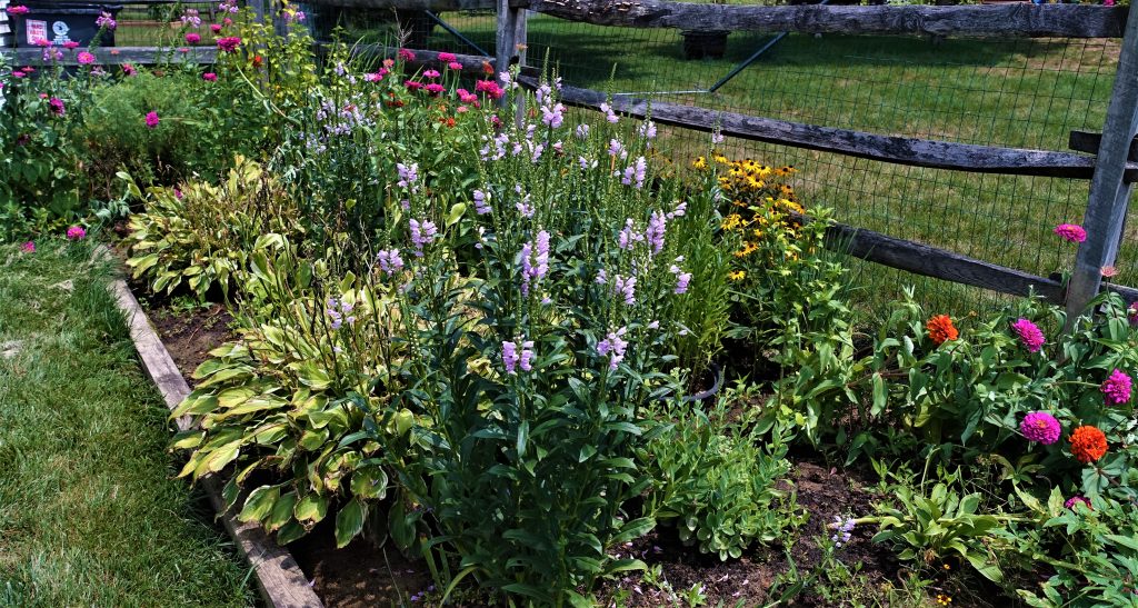 Pretty Flowers – A Nice Welcome Back