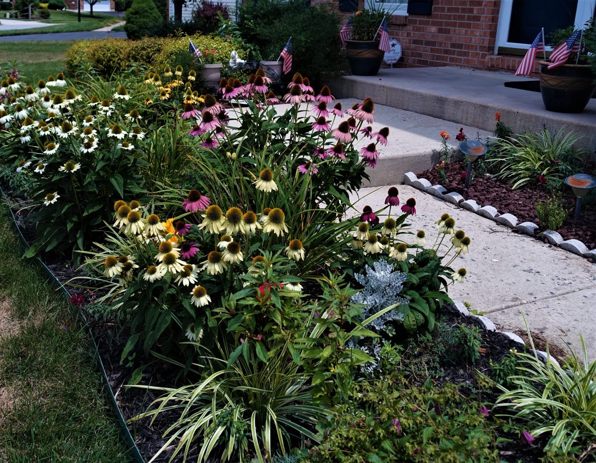 Pretty Flowers – A Nice Welcome Back