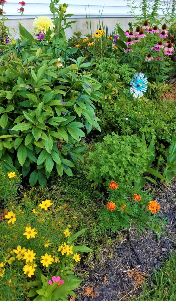 My July Beauties
