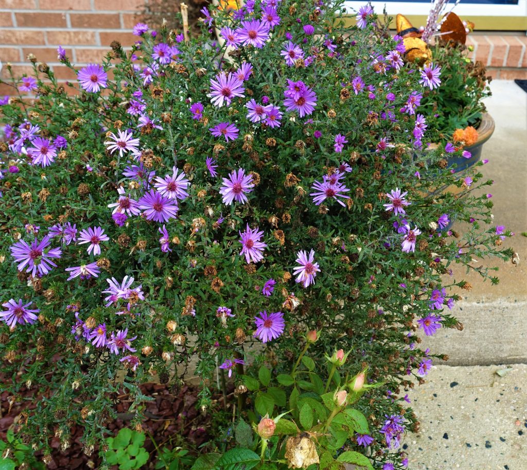 Autumn Blooms in My Garden
