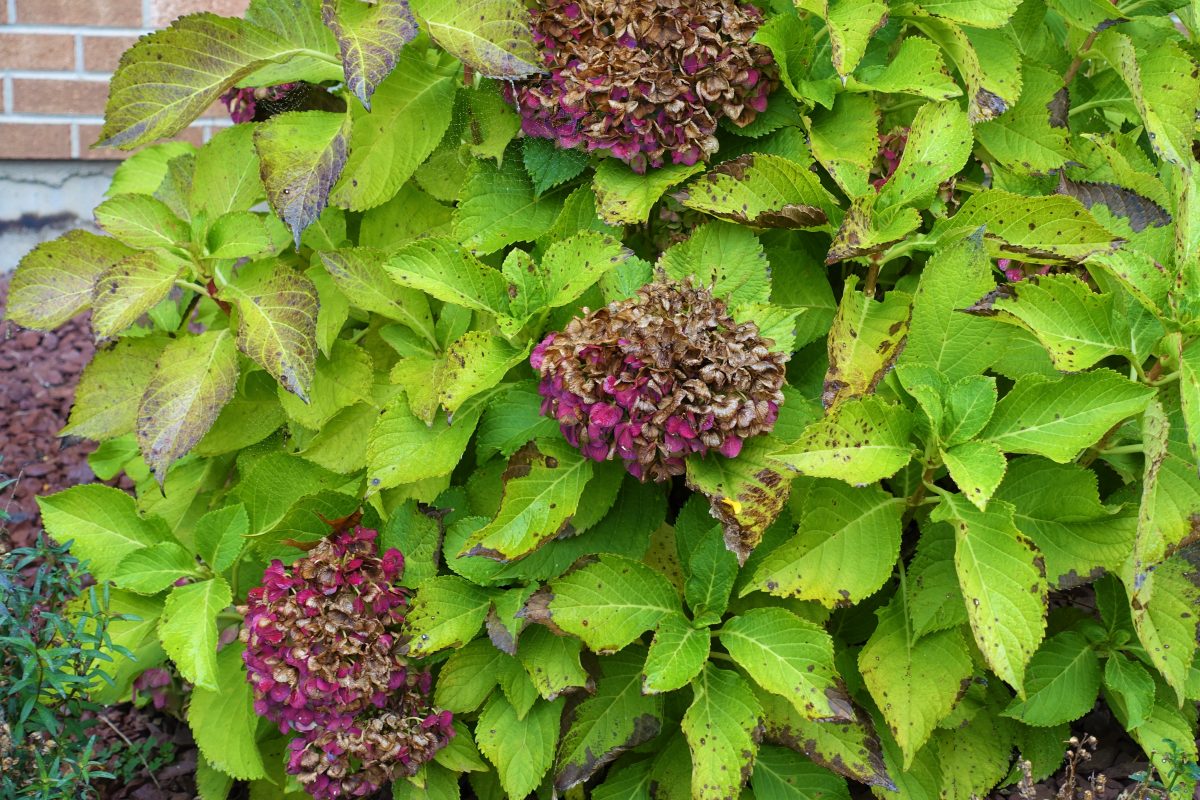 Autumn Blooms in My Garden