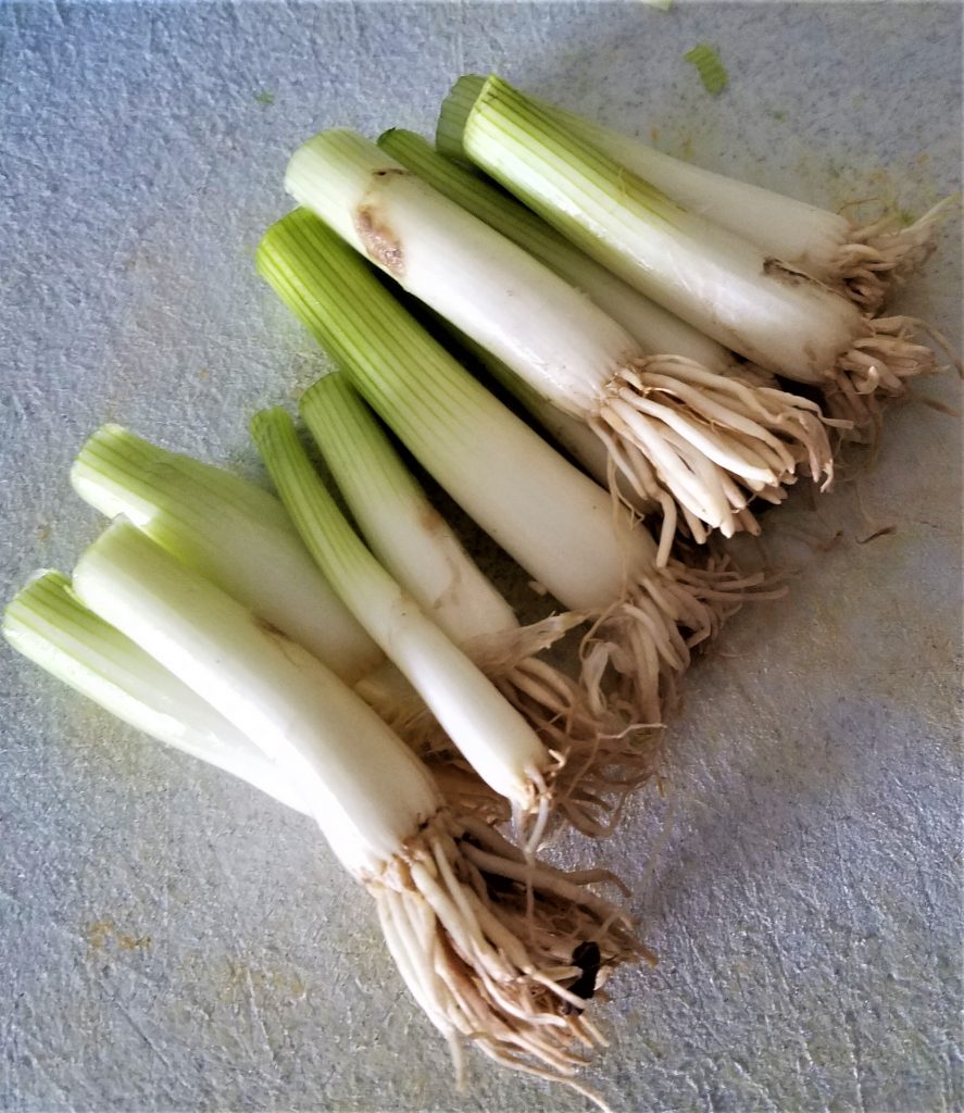 Early Herbs – Suburban Garden