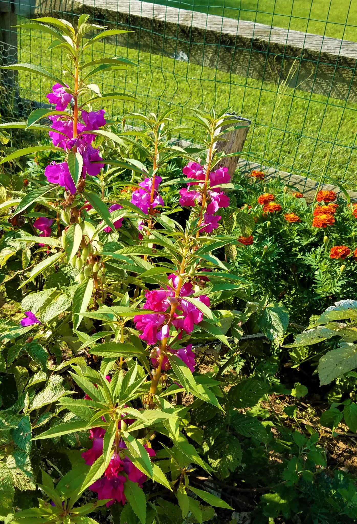 August Flower Garden