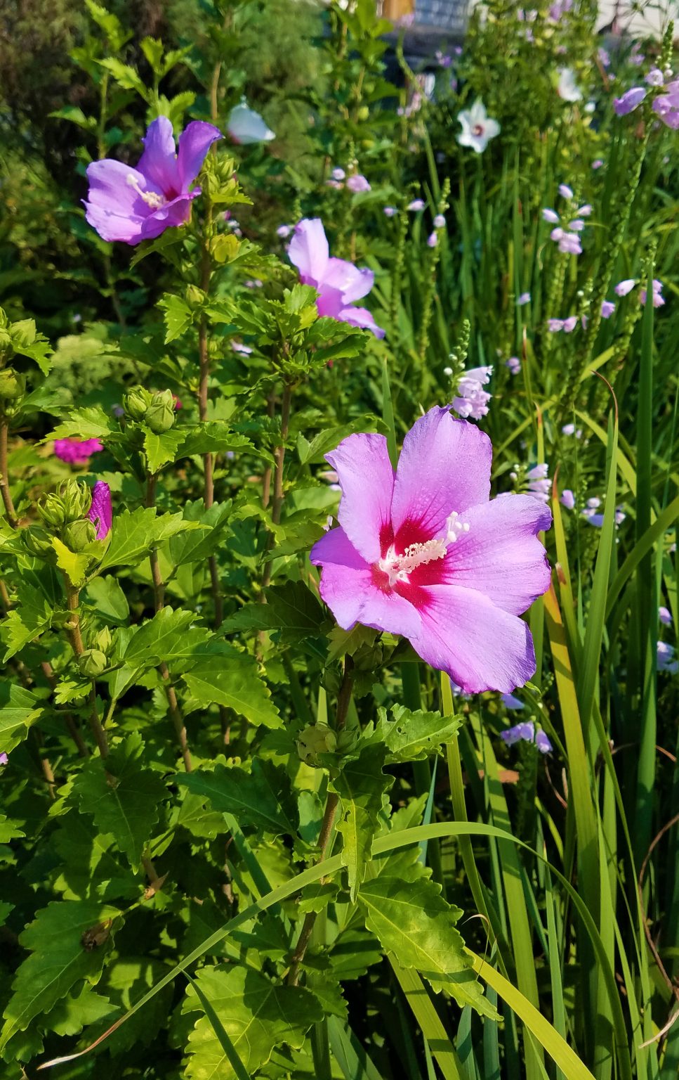 August Flower Garden