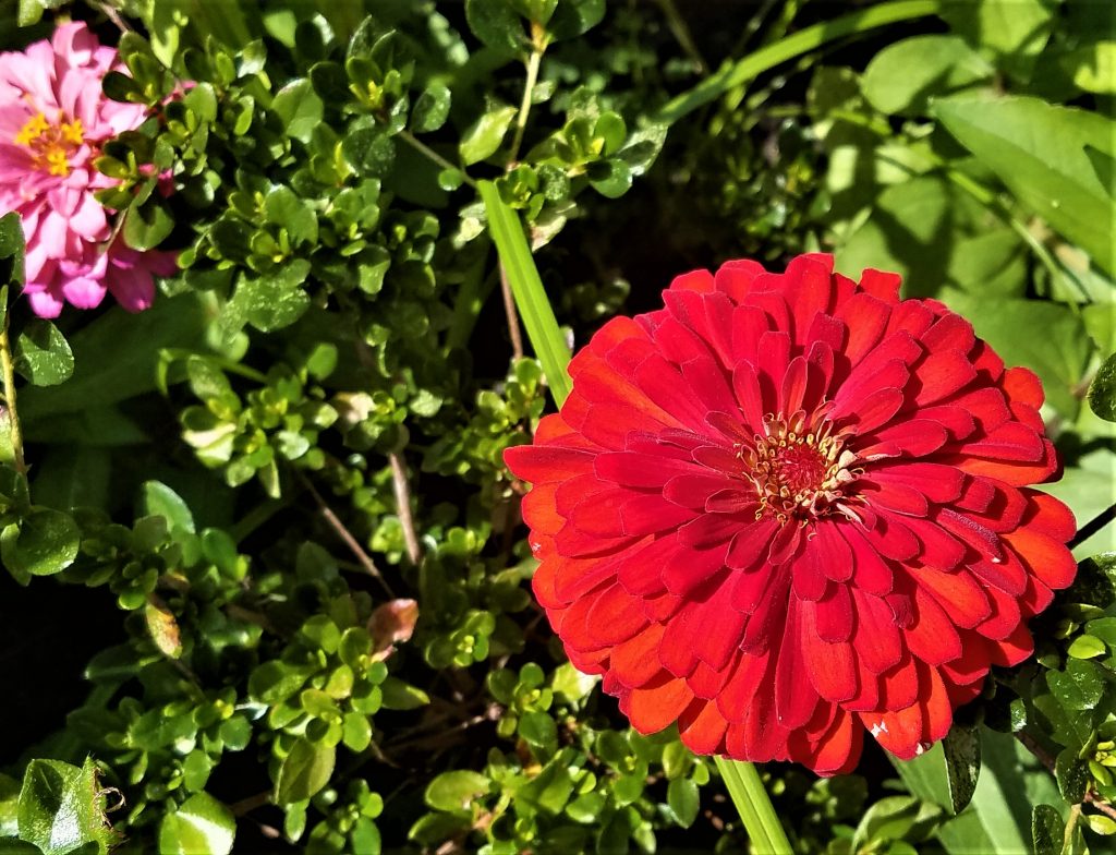 August Flower Garden